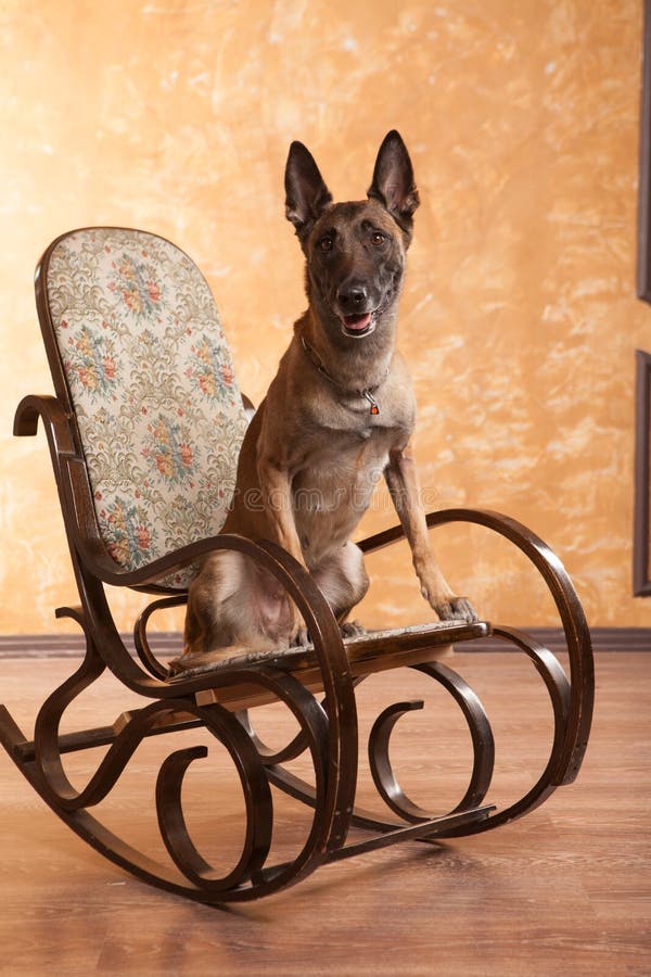 Dog on the rocking chair stock image. Image of animal - 85916821