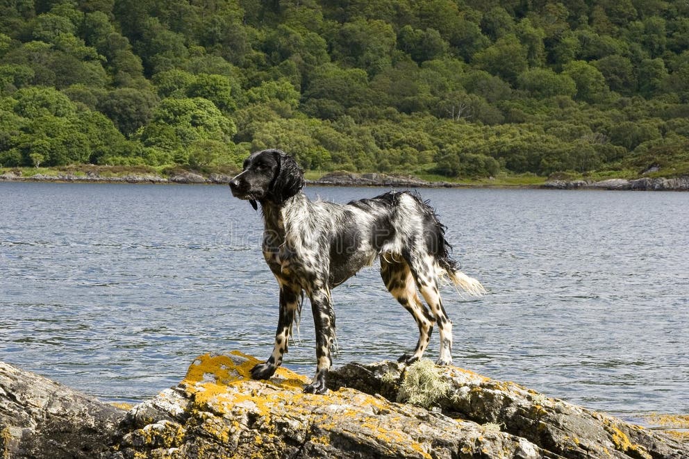 Dog on the Rocks stock image. Image of horizontal, spot - 219529