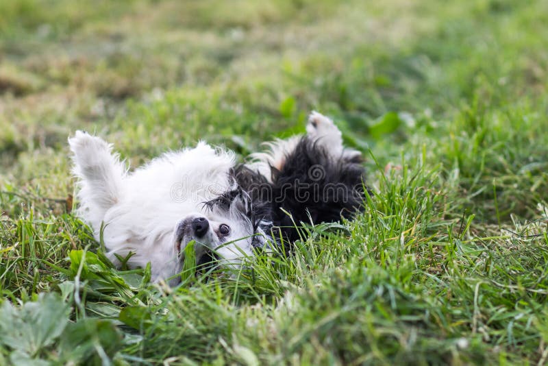 Dog rolling over stock photo. Image of bred, feeling - 18435170