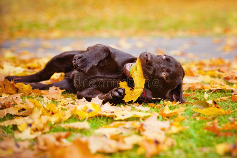 Dog Daze stock image. Image of brown, sleeping, days, hound - 585661