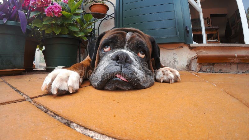 Dog rolling his eyes stock image. Image of innocent, tired - 75414061