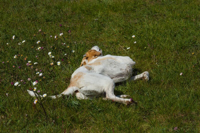 Romping in the grass stock image. Image of morning, long - 177255197