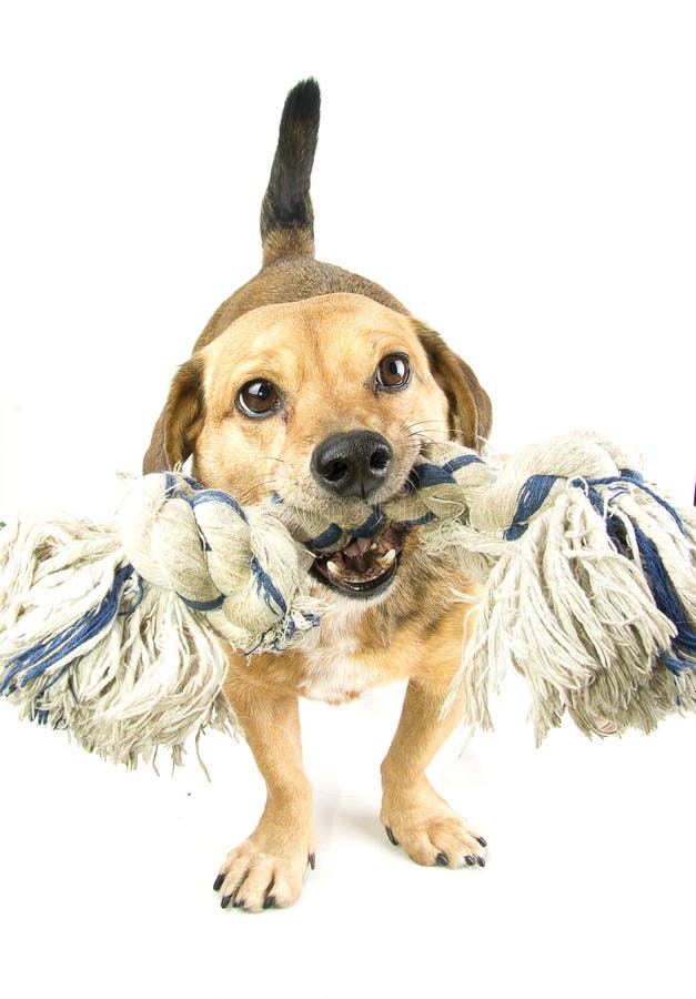 Dog and rope stock photo. Image of bull, canine, expression - 29141162