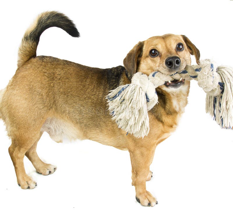 Front View of a Beagle Puppy Biting a Rope Toy, Isolated Stock Image ...