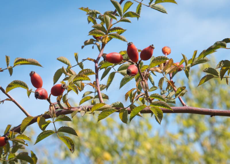 Dog rose stock photo. Image of eglantine, leaf, plant - 27184106