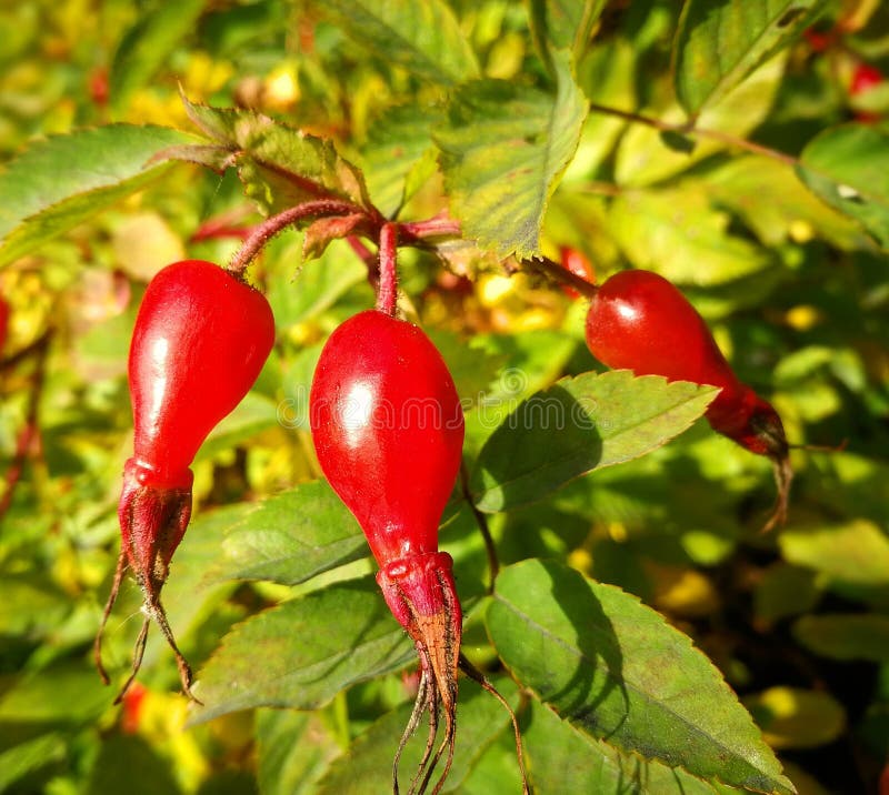 Dog-rose stock photo. Image of healthy, dogrose, garden - 100723250