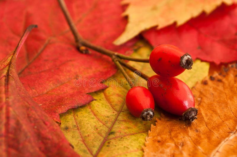 Dog Rose on Autumnal Leaves Stock Image - Image of nutrition, park ...