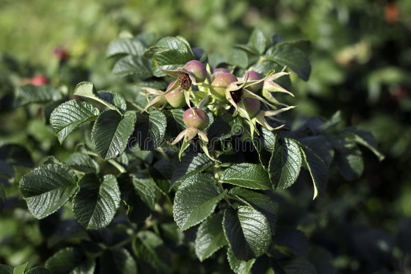Dog-rose Berries and Flowers Stock Photo - Image of gourmet, nature ...