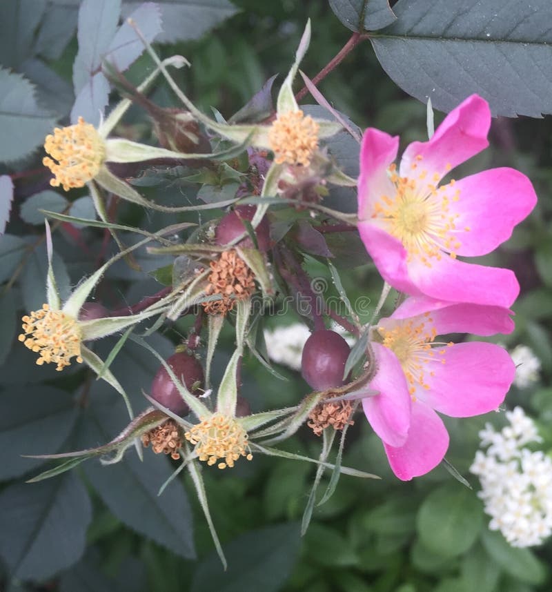Dog Rose stock photo. Image of flora, fruit, blossom - 150660006