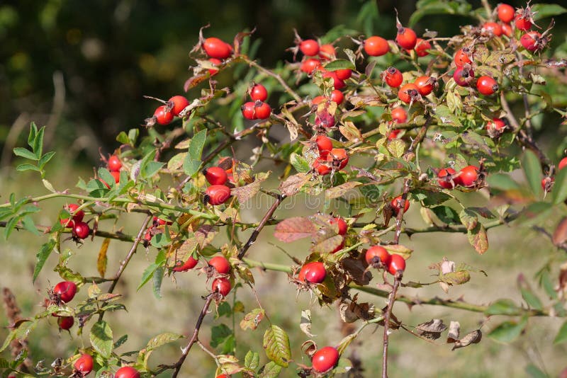Dog Rose Bush with Helpful Red Hips Stock Image - Image of flowerage ...