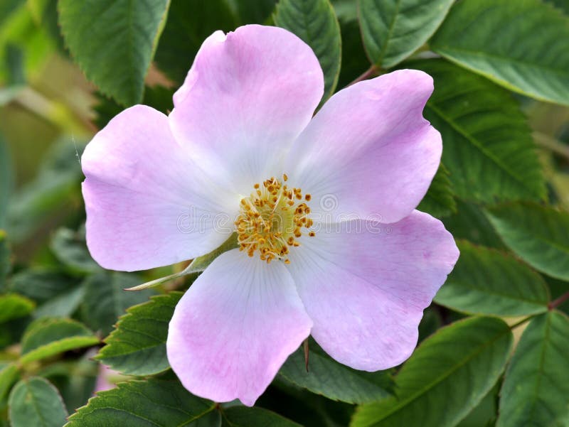 Dog-rose flower stock photo. Image of flower, pollen - 68835414