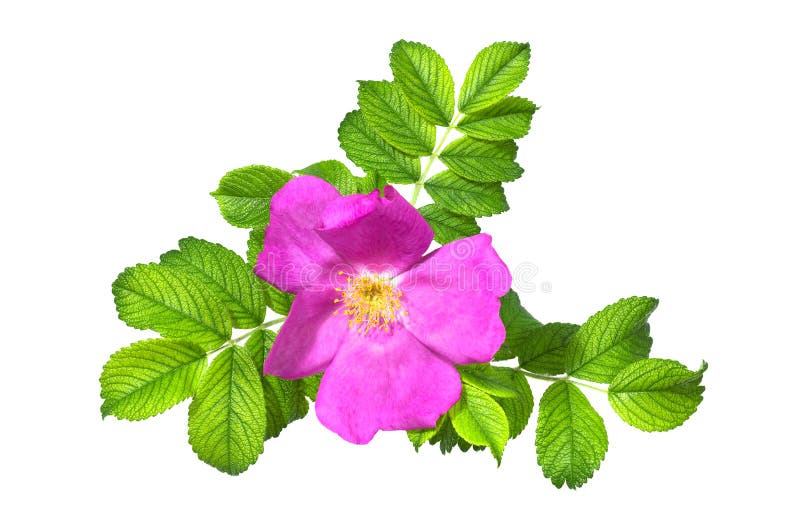 Dog Rose Flowers with Leaves, Isolated on White Background Stock Image ...