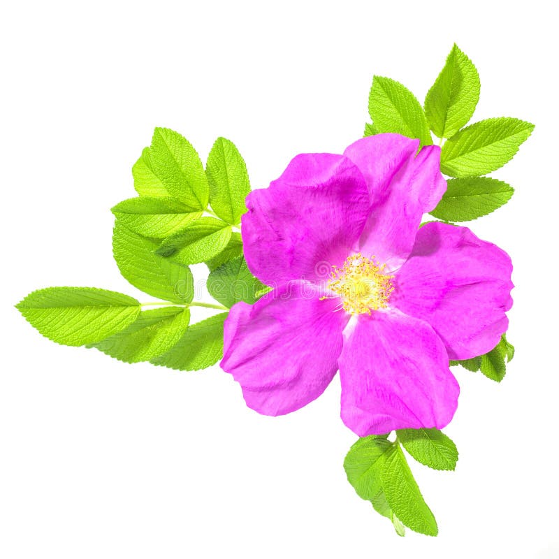 Dog Rose Flowers with Leaves, Isolated on White Background. Save Work ...