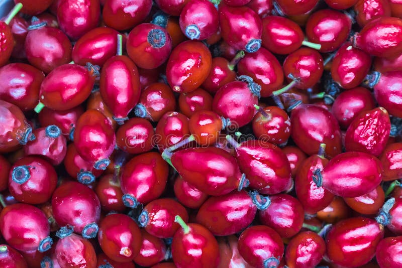 Dog-rose fruit stock photo. Image of fresh, naturally - 261980490