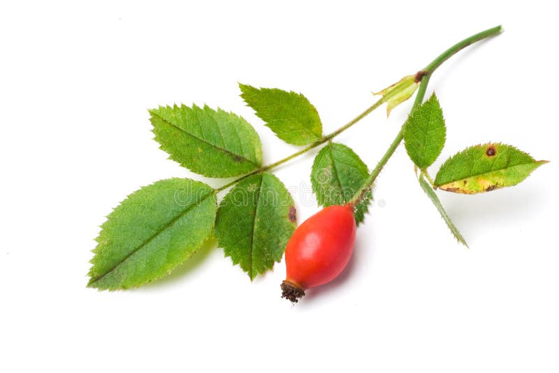 Dog Rose Fruit and Leaves. Rosa Canina Stock Photo - Image of canina ...