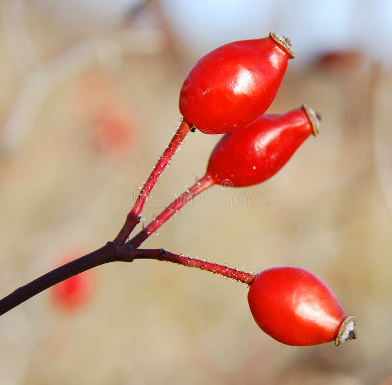 Dog Rose Fruit (Rosa Canina) Stock Photo - Image of nature, marmalade ...