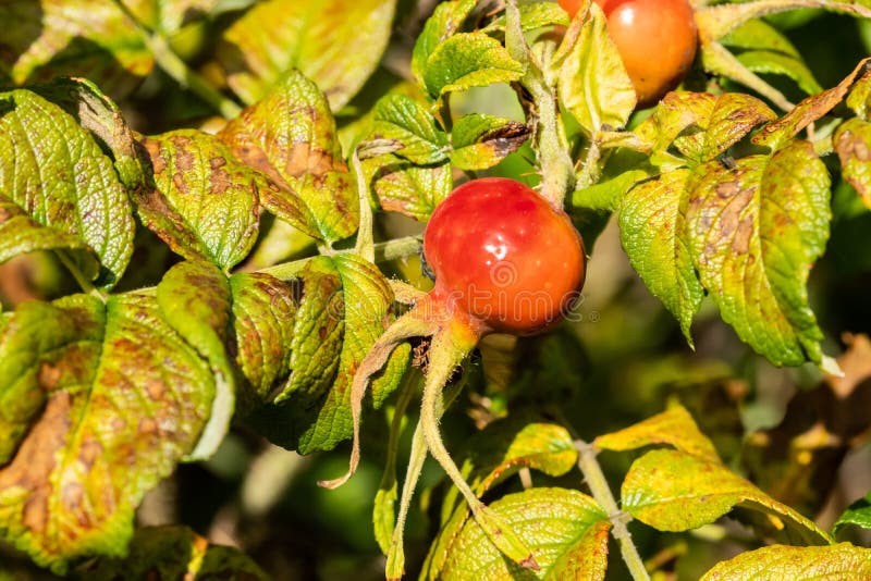 Dog-rose Red Berries in Park at Summer Stock Image - Image of fresh ...