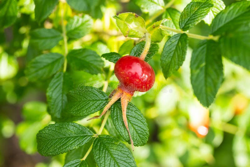Dog-rose Red Berries in Park at Summer Stock Image - Image of fresh ...