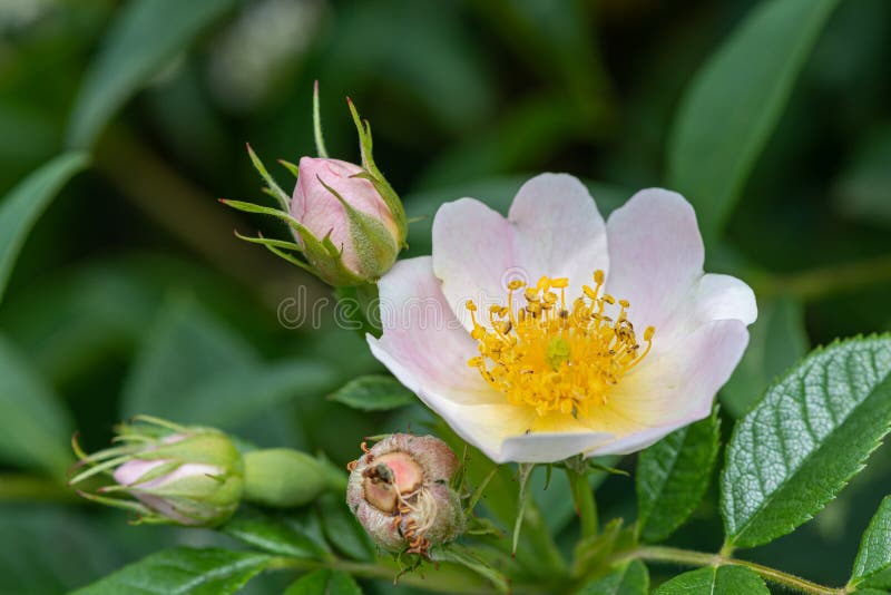 Dog rose rosa canina stock photo. Image of closeup, canina - 188679426