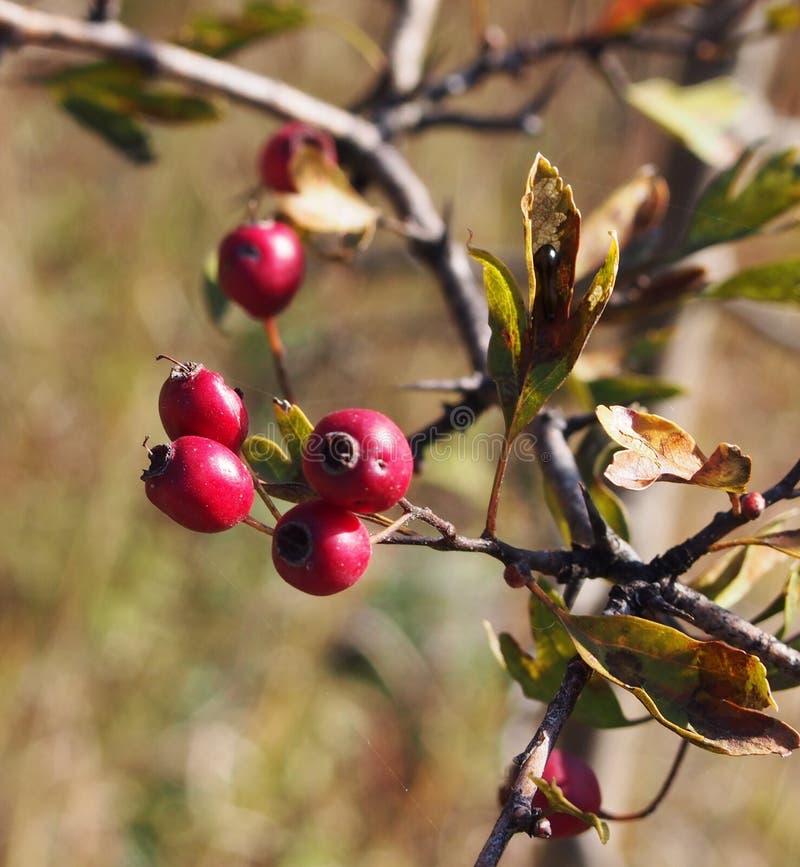 Dog Rose Rosa canina stock image. Image of leaves, plants - 128118135