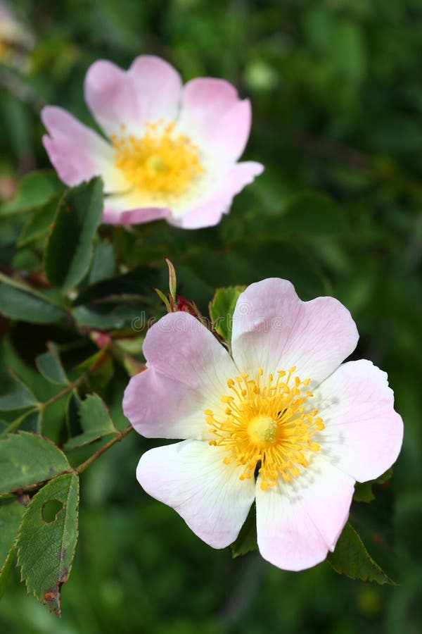 Dog Rose (Rosa Canina) Flowers Stock Photo - Image of pink, rosa: 40911730