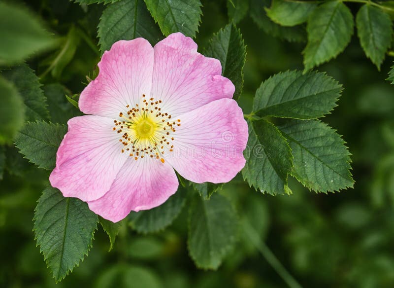 Dog-rose stock photo. Image of green, bright, rosehip - 74122854