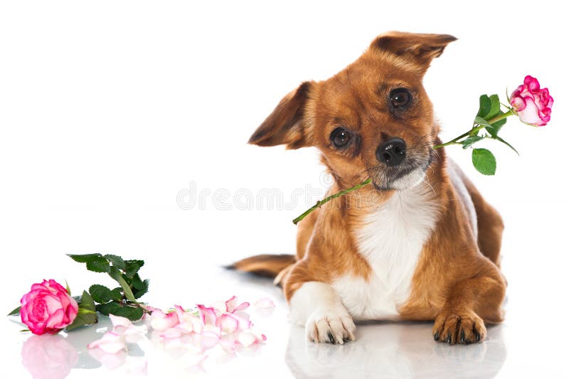 Dog with roses stock photo. Image of sweet, valentines - 36407706