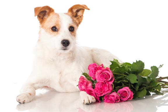 Dog with roses stock photo. Image of holiday, flower - 30522698