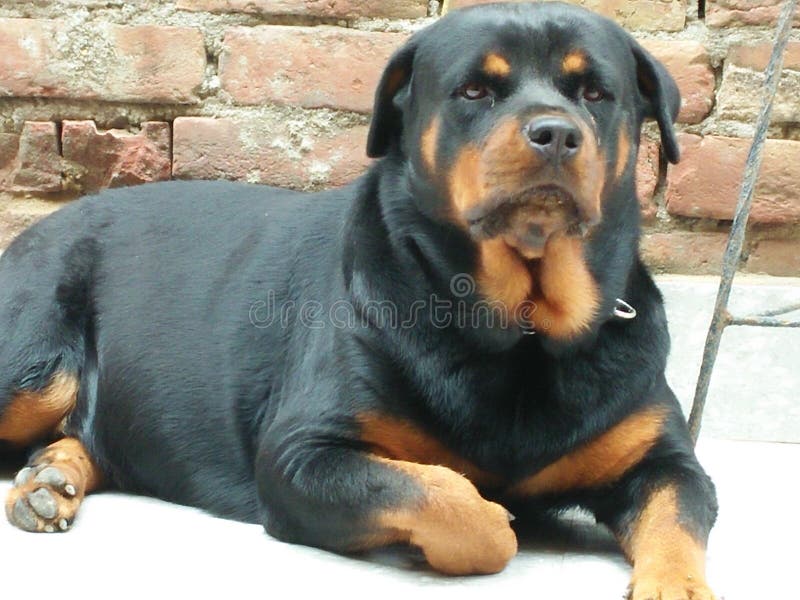 Dog stock image. Image of rescue, search, breed, rottweiler - 127263695