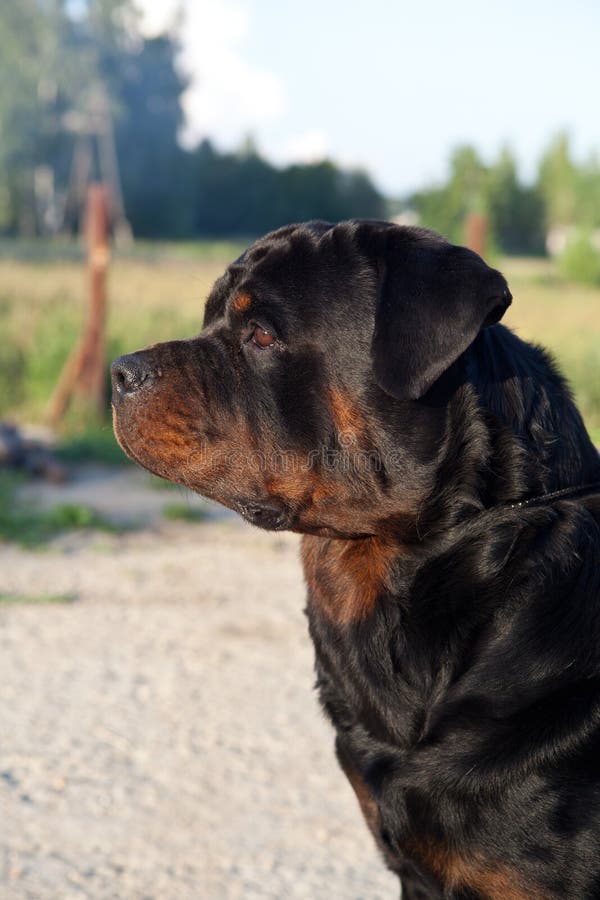 Dog Rottweiler sitting stock image. Image of profile - 22801641