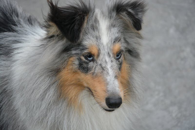 Dog, Rough Collie, Scotch Collie, Dog Breed Stock Image - Image of ...