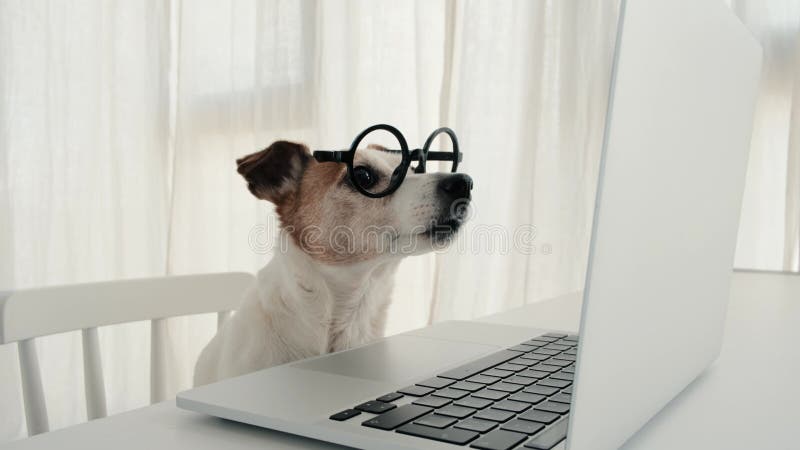 Dog Using Computer in Nerd Glasses Laptop Keyboard Stock Footage ...