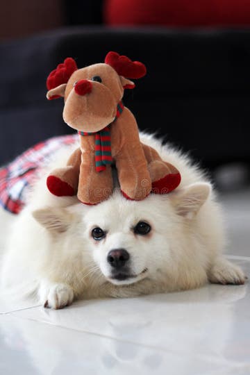 Dog and Rudolph stock image. Image of claus, season, japanese - 22070325