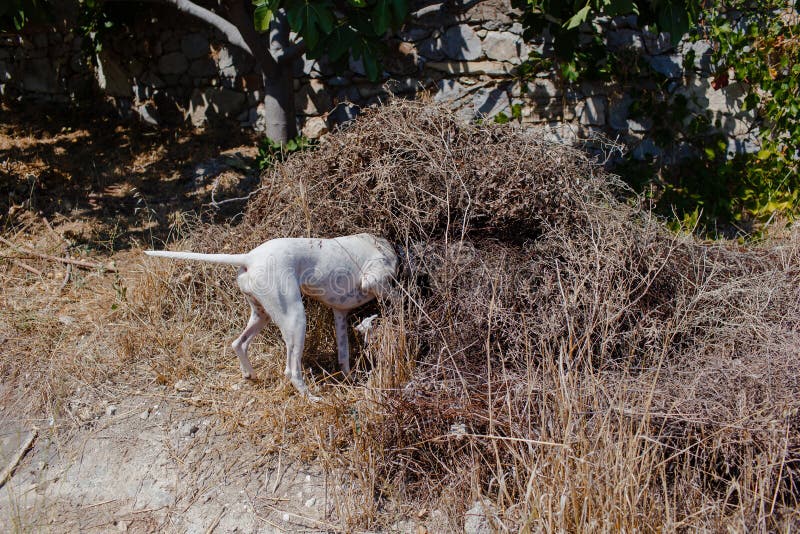 Dog Rummages in Heap of Branches Stock Image - Image of playful, muzzle ...
