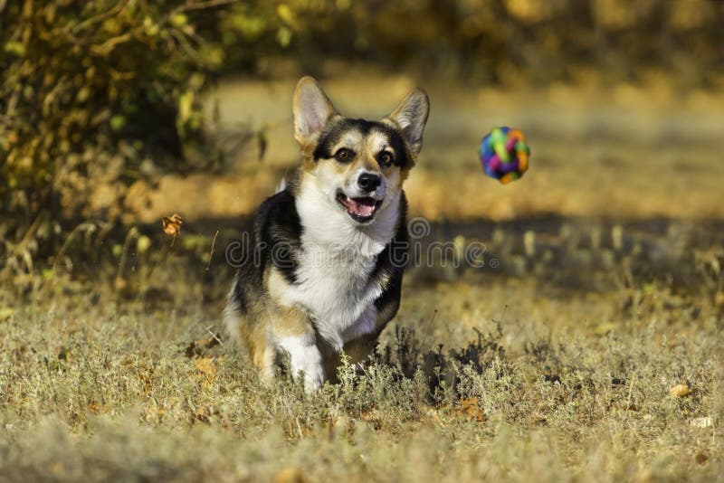 Dog run after a ball stock image. Image of fashionable - 61915179