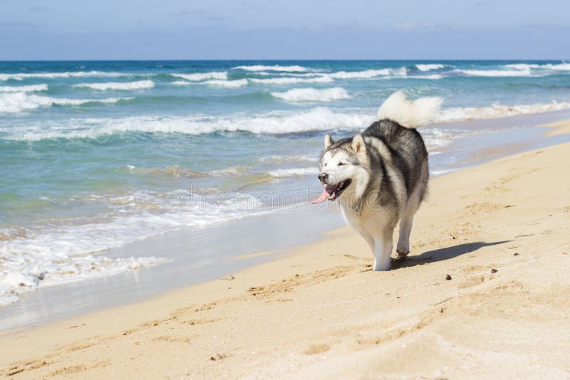 Eskimo Beach Photos - Free & Royalty-Free Stock Photos from Dreamstime