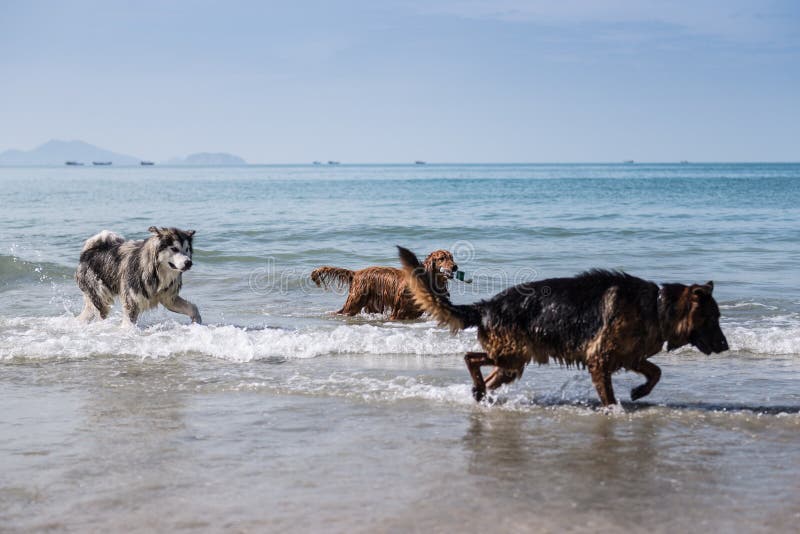 The Dog Run on the Beach at the Seaside Stock Photo - Image of ocean ...