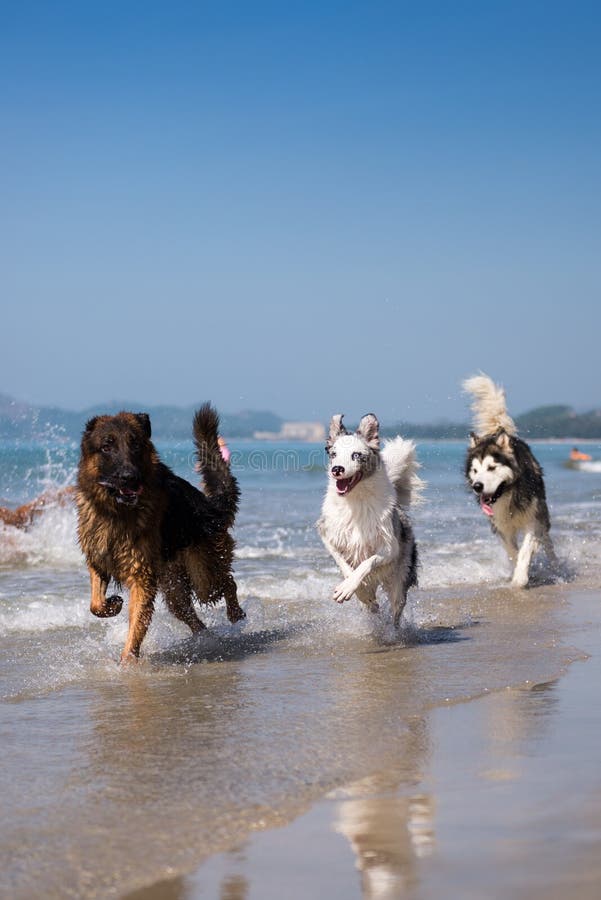 The Dog Run on the Beach at the Seaside Stock Photo - Image of play ...