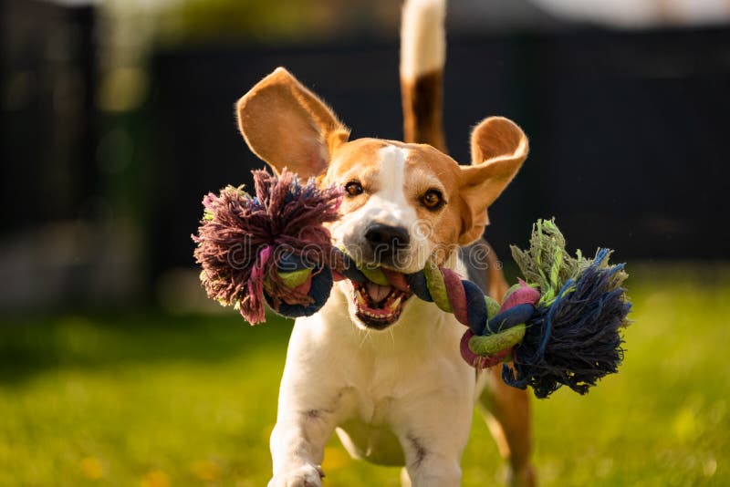 Dog Run, Beagle Dog Jumping Having Fun in the Garden. Stock Image ...