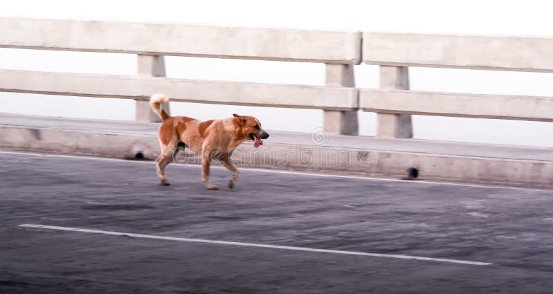 Dog run on bridge stock photo. Image of animal, domestic - 137805420