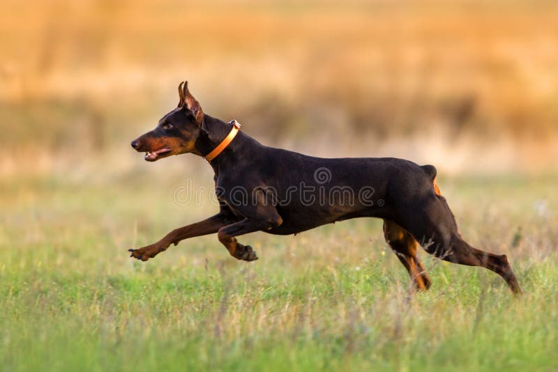 Dog run fast stock photo. Image of animal, dobermann - 81013502