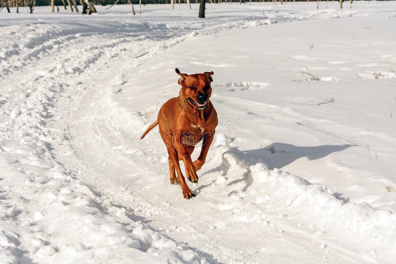 Dog run on hind legs. stock photo. Image of growling - 86715452