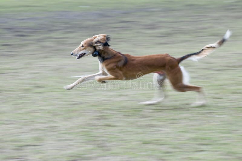 Levrier Dog Stock Photos - Free & Royalty-Free Stock Photos from Dreamstime