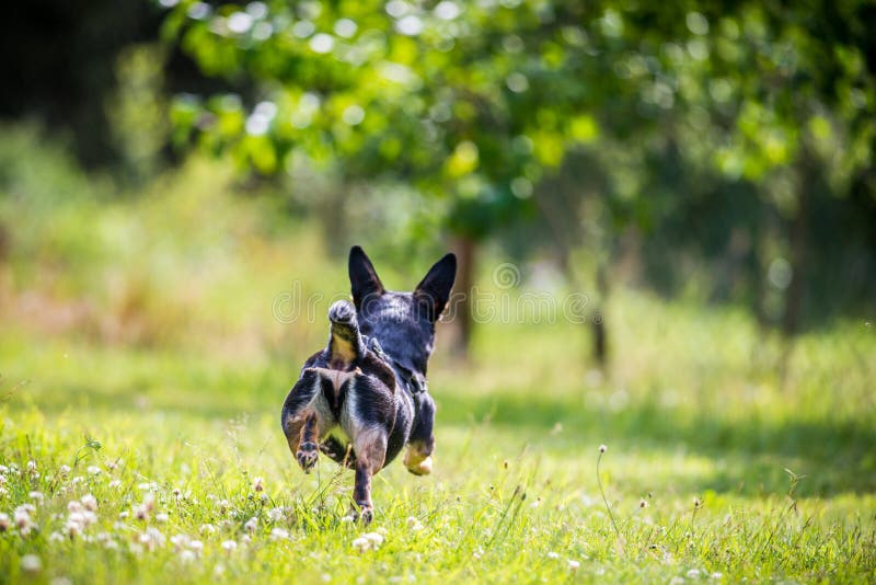 Dog run in meadow stock image. Image of grass, green - 56070131