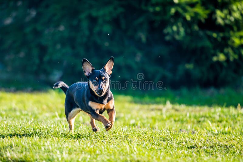 Dog run in meadow stock image. Image of grass, view, nature - 67067995