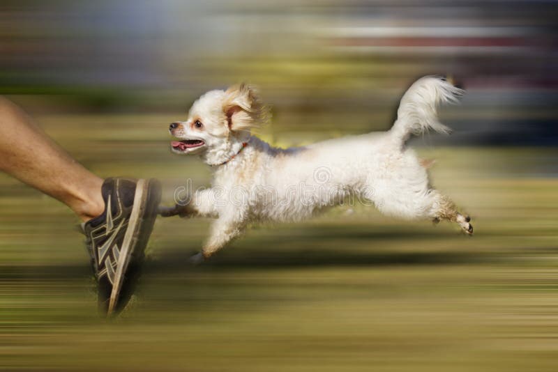 Dog run stock photo. Image of running, puddle - 60577622