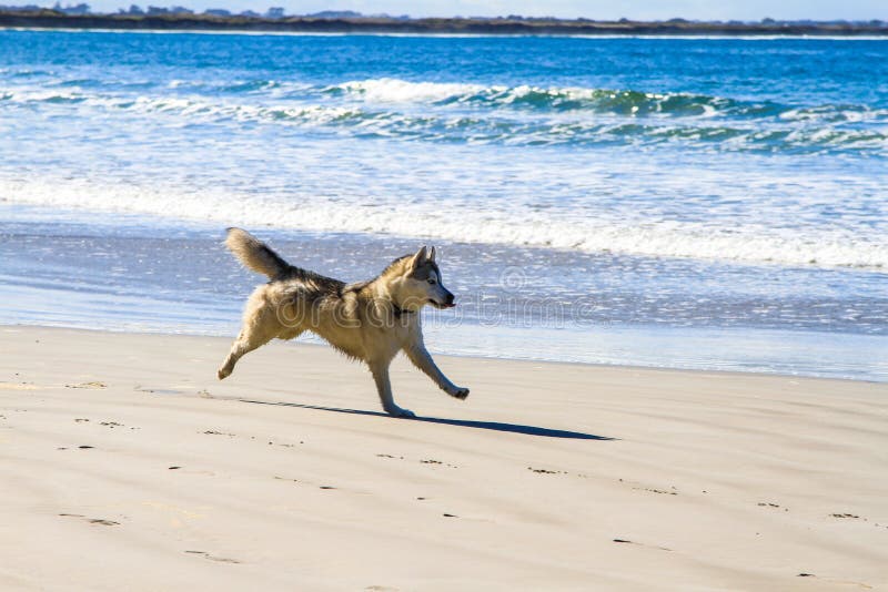 Dog Run on Sandy Beach Chase Each Other Stock Photo - Image of ...