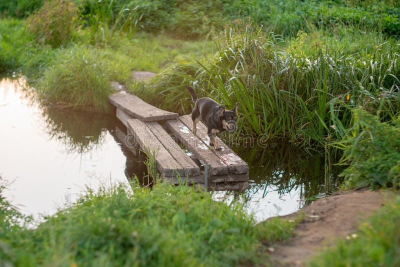 Dog Run through Wooden Bridge Stock Image - Image of water, grass: 77352137