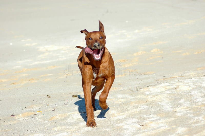 Dog running stock image. Image of excited, jumping, moving - 2431803 Dog running stock image. Image of excited, jumping, moving - 2431803