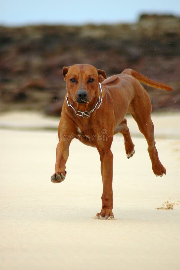 Dog running stock photo. Image of animals, active, breeds - 1409364